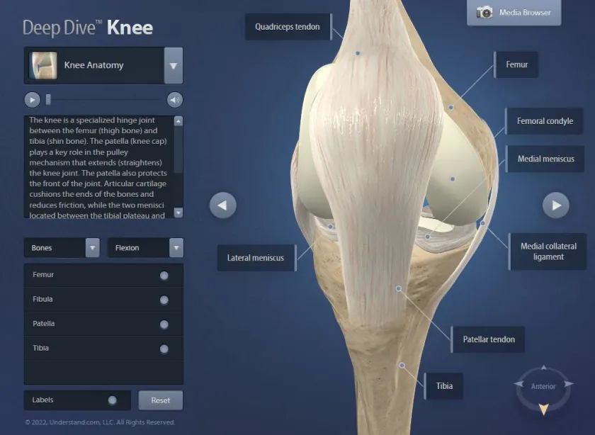Orthopaedics Animation Library - Sports Medicine Weekly By Dr. Brian Cole